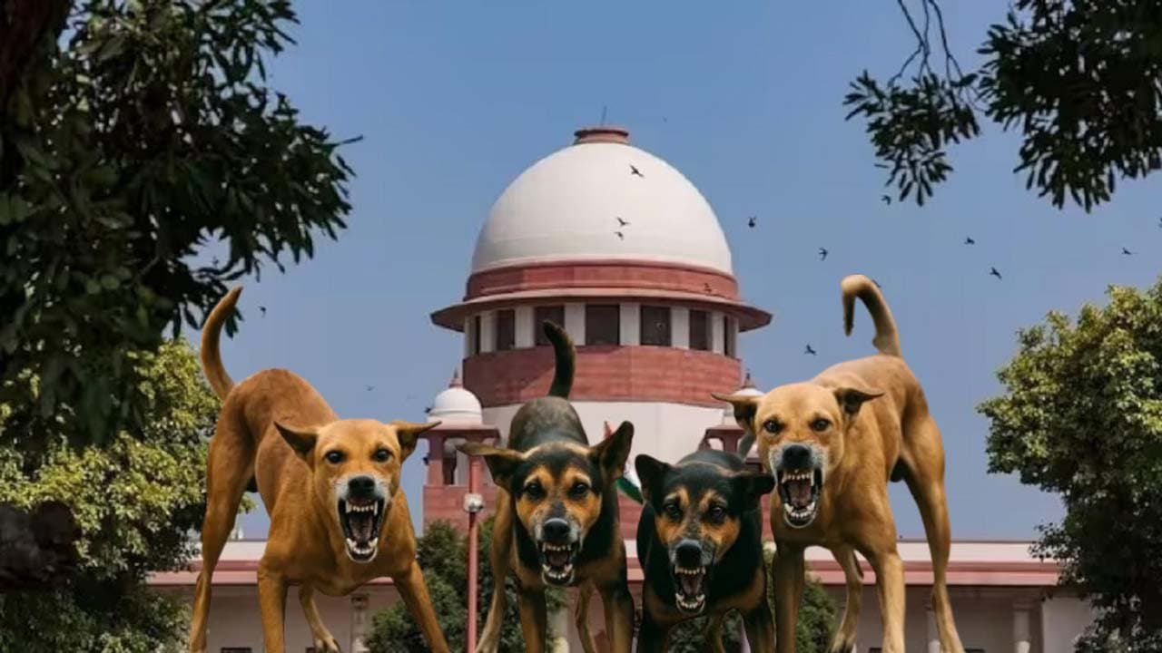 Heavy fine for stray dog bites Supreme Court In Big Remark On Stray ...