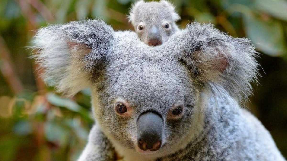 cutest-and-most-adorable-animals-in-the-wild । Aajkaal.in